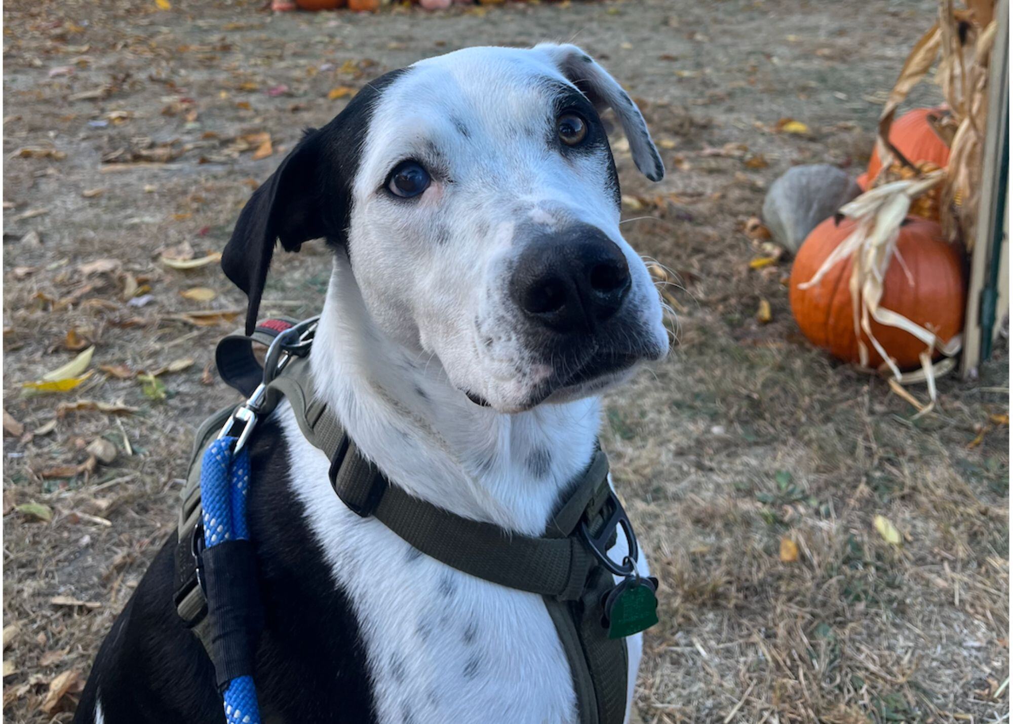 Cow – Animal Haven